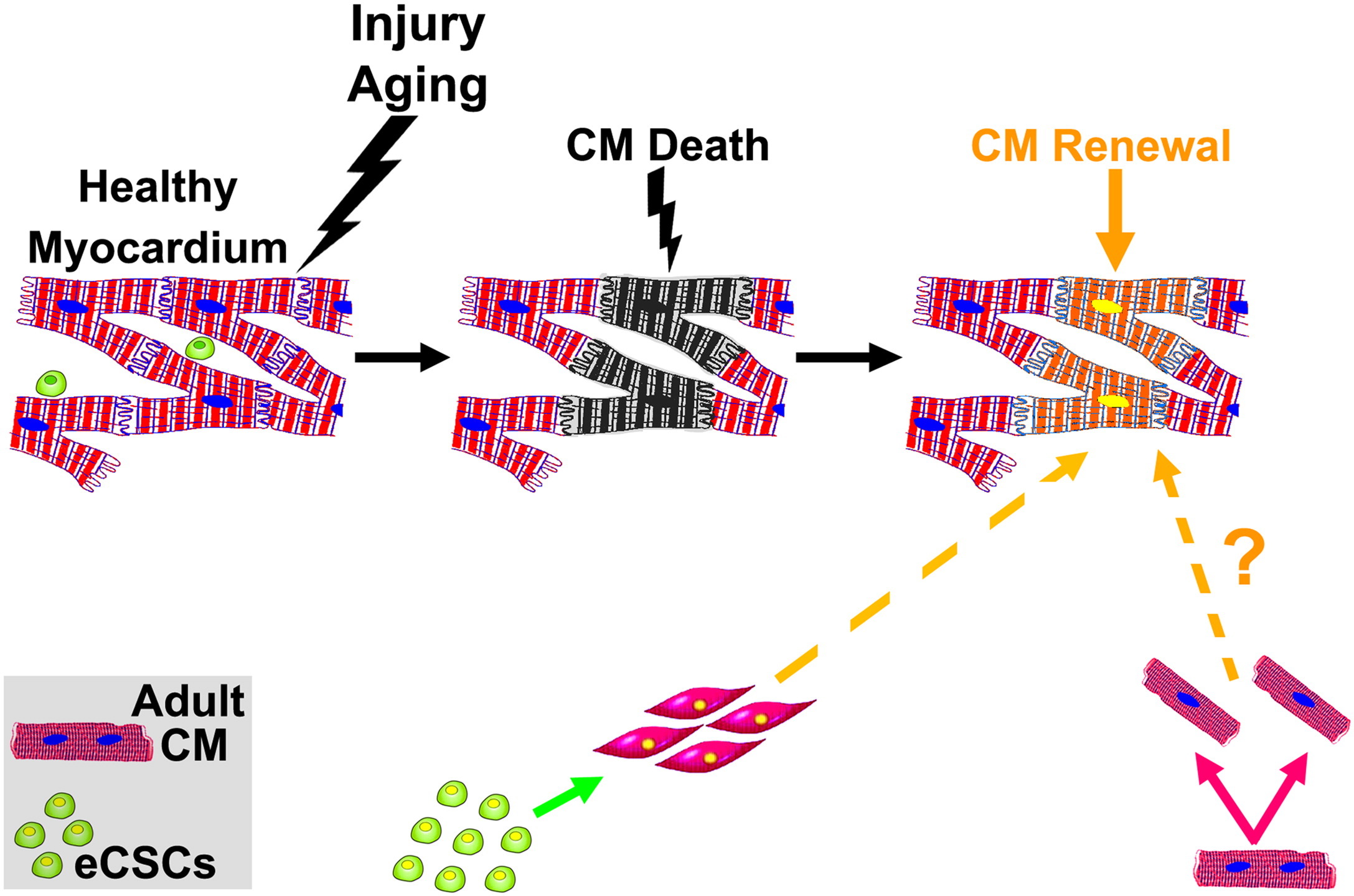 The cardiac stem cell compartment is indispensable for myocardial cell ...